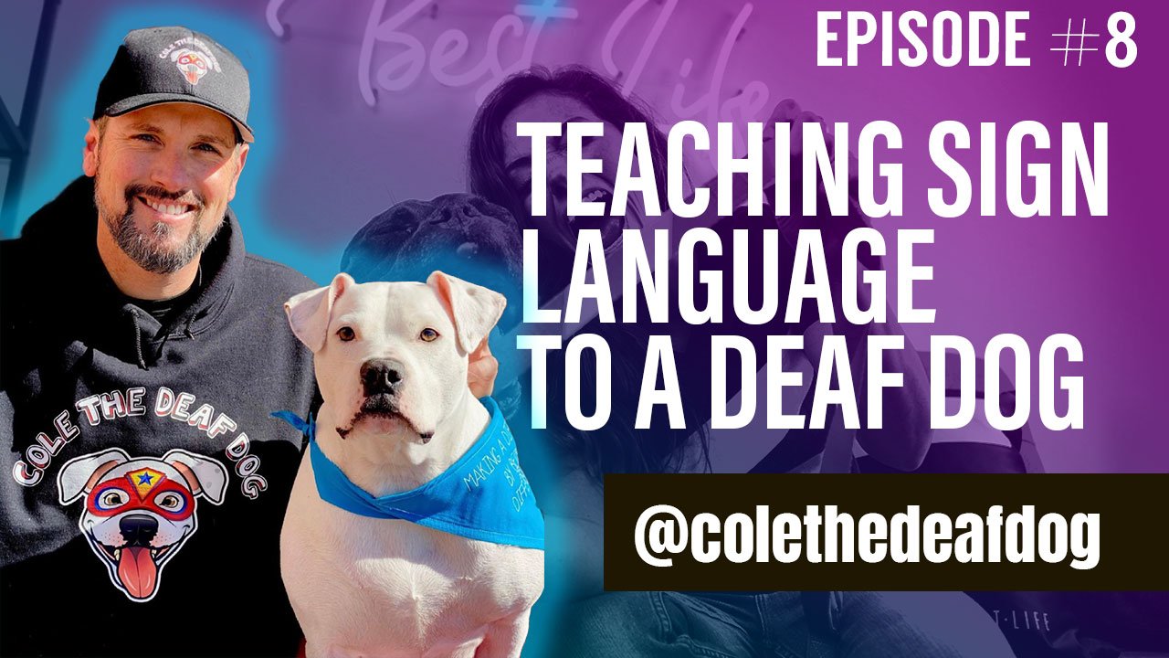 Episode 8: Teaching sign language to a deaf dog – Best Life Leashes ...